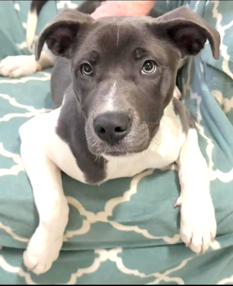 NCCR Dog Of Week Is Suzie | News, Sports, Jobs - Post Journal